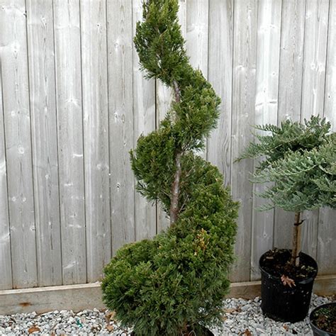 Spartan Juniper Spiral Topiary Trees Online Garden Goods Direct