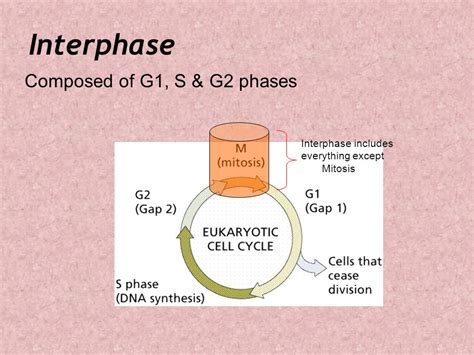 How Cells Divide Mitosis Chapt Ppt Download