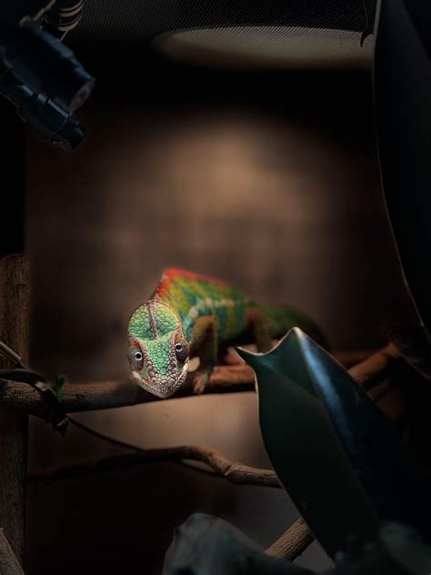 My Boy Roy Roygbiv Rchameleons