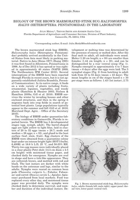 39 Stink Bug Life Cycle Diagram