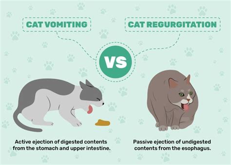Cat Regurgitation Vs Vomiting Vet Reviewed Differences And How To Help