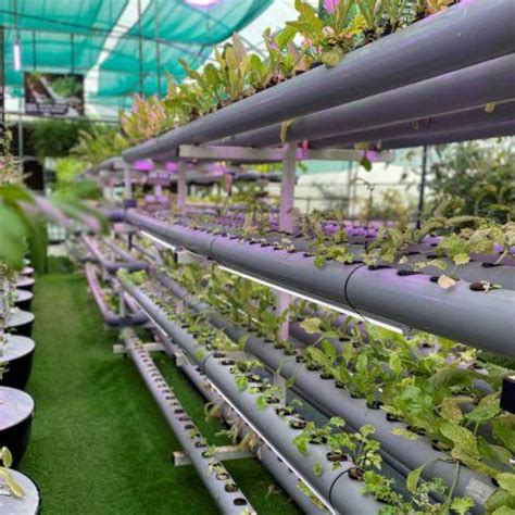 Commercial Hydroponic Automated Fertilization Greenhouse For Vegetables And Fruits Automated