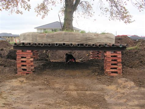 Transplanting And Relocation The Arborist Network