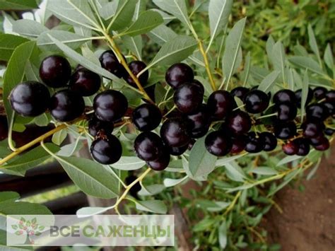 Цена на Вишня Бессея (песчаная) - купить саженцы