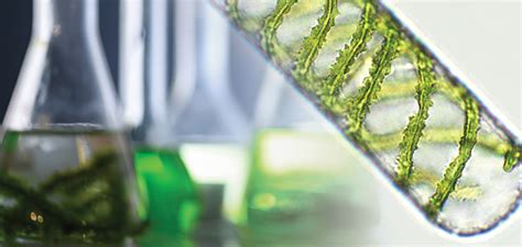 What Is A Bioreactor For Algae And Why You Might Want One Seaweeding