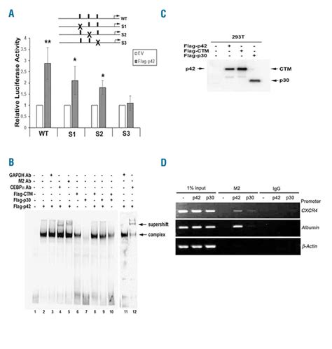 C Ebpα P42 Activates Cxcr4 Transcription Through Direct Binding To The