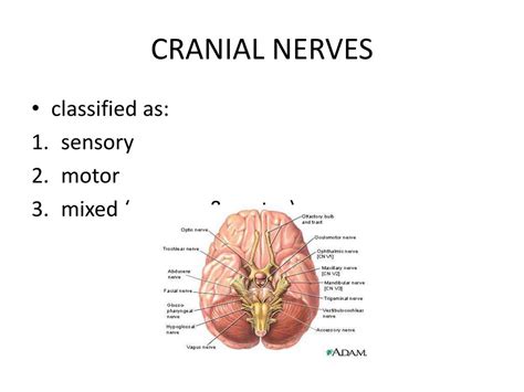 All Cranial Nerves Are Mixed Nerves