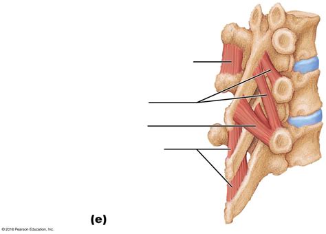 Spine Diagram Quizlet