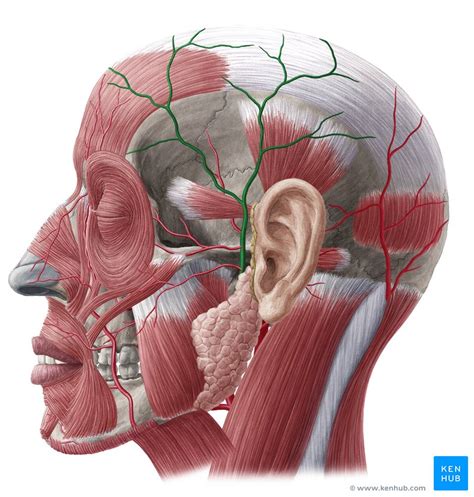 Superficial Temporal Artery Cadaver