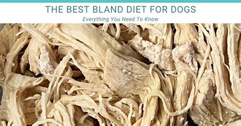 The Best Bland Diet For Dogs Safe And Simple Method Can Dogs Eat This