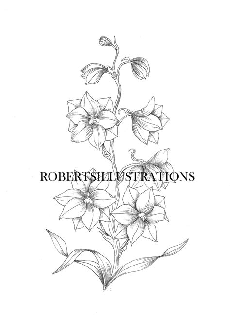 Delphinium Coloring Pages Everett Parson S Coloring Pages