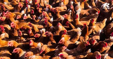 Managing Heat Stress In Poultry Reid Stockfeeds