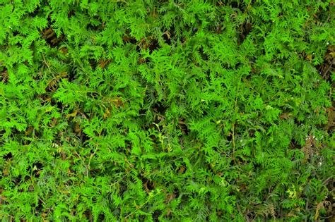 Premium Photo Green Grass Wall Texture For Backdrop Design And Eco