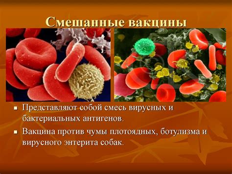 Профилактика вирусных болезней животных - презентация онлайн
