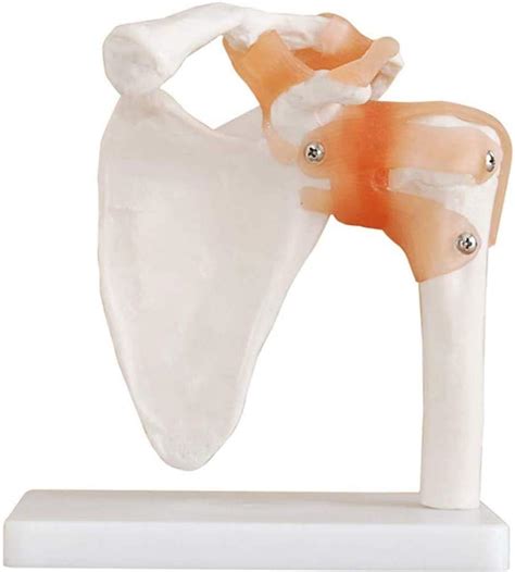 Buy Lbylyh Shoulder Model Town Human Anatomical Model Life Size