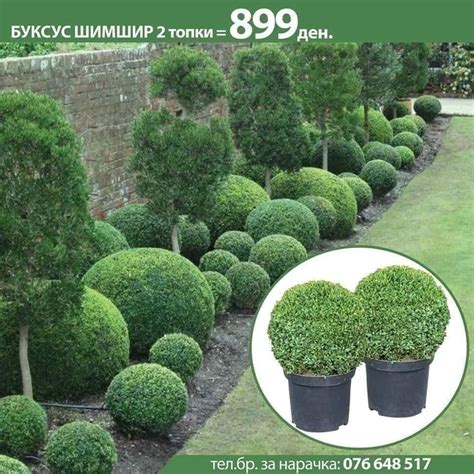 🏕 Буксус Шимширот е декоративна Дом и Градина Online Facebook