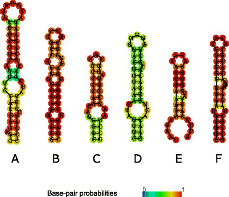 RNA Secondary Structures Of Human L1 Stem Loops From 5UTR And ORF2