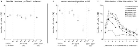 Quantification Of Neun Positive Neurons With Stereological Analysis In Download Scientific