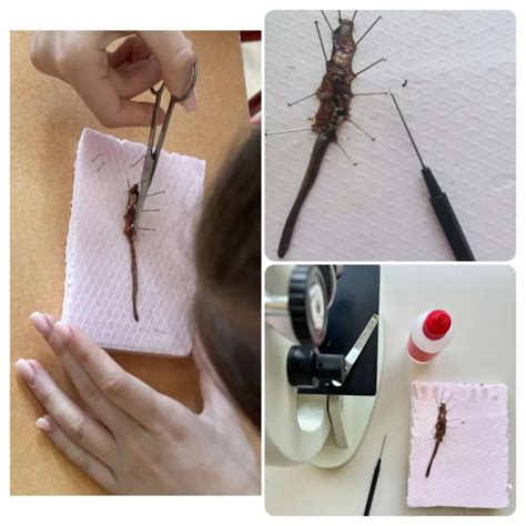 Disekcija Kišne Gliste Gimnazija Jovan Dučić Doboj