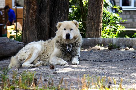 高加索牧羊犬户外夏季高清图片下载 正版图片505604623 摄图网