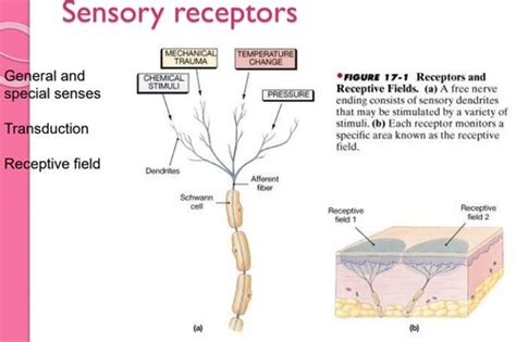 Nervous Sysytem 11 Sensory Pathways Flashcards Quizlet