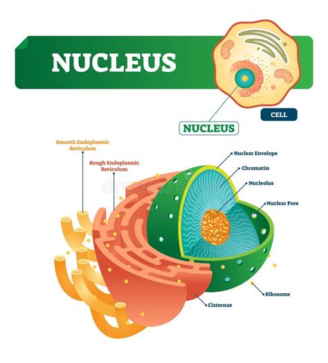 Nucleus Stock Illustrations 36466 Nucleus Stock Illustrations