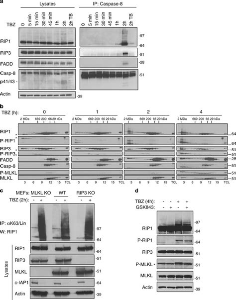 Rip1 Is Ubiquitinated During Necroptotic Signaling Independently Of
