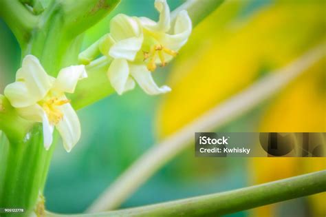 나무 꼭대기에 파파야 꽃 화이트 유기 파파야 나무에 꽃입니다 파파야 농장 및 생산성 개념입니다 0명에 대한 스톡 사진 및 기타 이미지 Istock