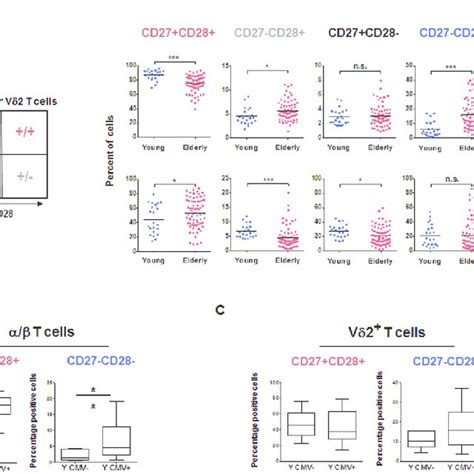 Vδ2 T cell functional capacity in aging PBMC from young and old