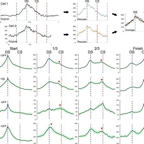 Average Distribution Of Four Gradient Sensing Proteins On The Pm Of