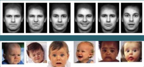 The Social And Emotional Brain Group Presentations 12 And 13 Flashcards Quizlet