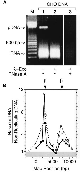 Mapping Replication Origins With Rna Primed Dna From Early Rep