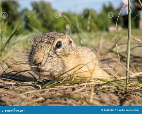 A Gopher Is Looking At Camera In A Grassy Meadow Close Up Stock Image