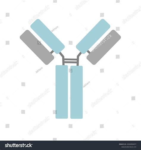 Antibody Molecule Immunoglobulin G Igg That Stock Vector Royalty Free