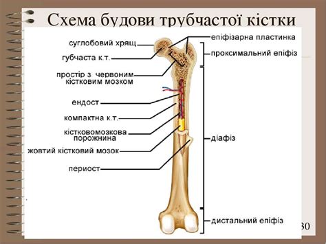Строение Трубчатой Кости Фото — Картинки фотографии