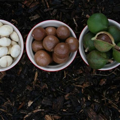 How To Crack Macadamia Nuts Take The Shell Off A Macadamia