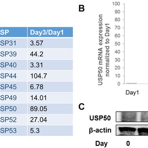 Ex Vivo Cd34 Human Hematopoietic Progenitor Cell Culture Model Of