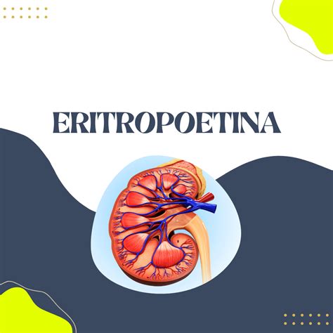 Qual A Função Da Eritropoetina Cursau Educação Blog