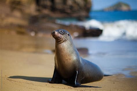 A Lone Sea Lion Emerges From The Sea By Stocksy Contributor Mark