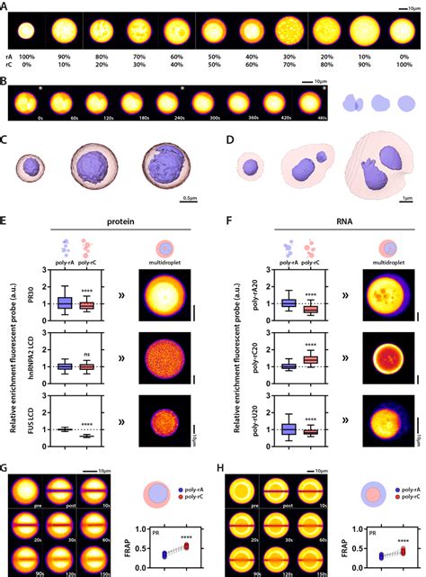 Pr Molecules Combined With Rna Mixtures Generate Multi Layered Download Scientific Diagram