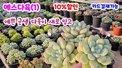 예스다육1 통통하고 예쁜 캐비어 멋진 수형 군생들 가격착한 라우톱 파랑새 캐비어 Youtube