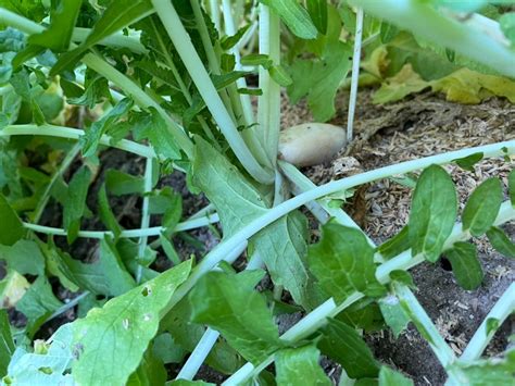 山田ねずみ大根 と、日野菜と他大根 醸しニスト備忘録