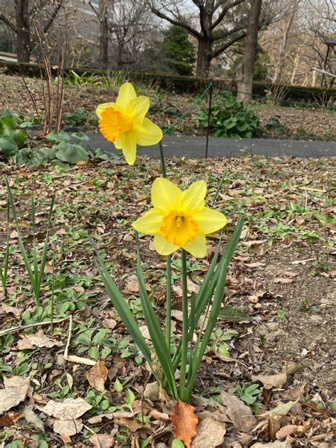 中央の副花冠 花びらの集合体の花冠や雄しべの一部が変形したもの の形が特徴のラッパスイセン独特な形状の花で古くから親しまれています