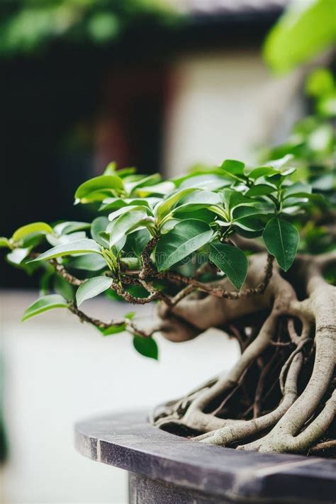 Lush Green Bonsai Tree With Intricate Roots In Ceramic Pot Stock Image
