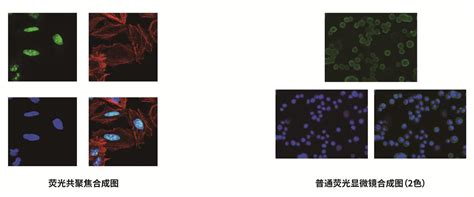 重组蛋白与单克隆抗体生产 Car T Cro服务 靶向抗体药物研发 远泰生物