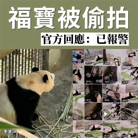華聲 【 華聲中國 福寶被偷拍 官方回應：已報警】 作為首只在韓國出生的大熊貓，中國旅韓大熊貓「福寶」深受當地民眾喜愛，是名副其實的「頂流」明星。4月3日，「福寶」已返回中國。 據四川日報