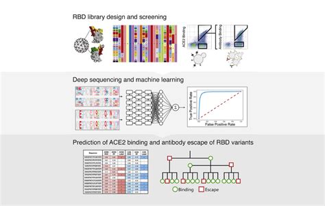 Getting Ahead Of Viral Evolution Using Artificial Intelligence Brcch