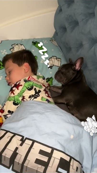 французский бульдог/ бульдог соня/ dog / бульдог /бульдог спит /бульдог ...