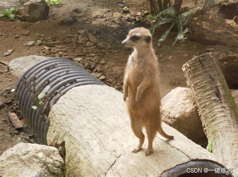 Python深度学习之路：tensorflow与pytorch对比pytorch和tensorflow Csdn博客