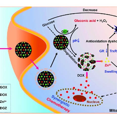 Schematic Illustration Of The Synergistic Effect Of Nanozymes In Download Scientific Diagram